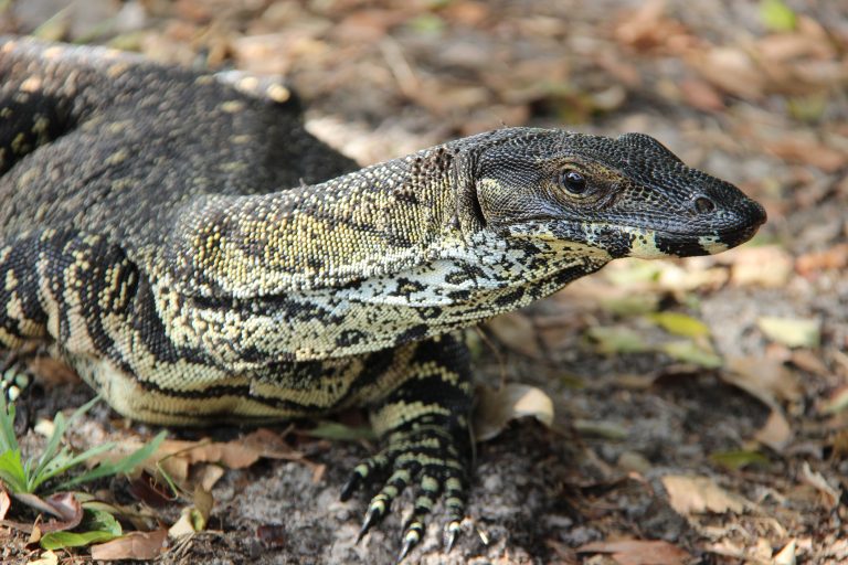 Great Beach Drive 4WD Tours - Noosa Four Wheel Drive Tours